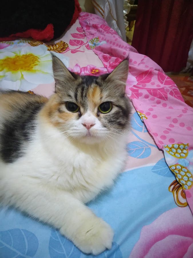 Teks Dengan Kamera Tri-colored Angora Cat Stock Photo - Image of inrf ...