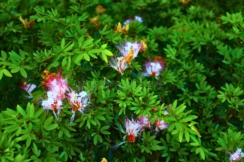 Close-up of Calliandra Haematocephala, Commonly Known As the Powder ...
