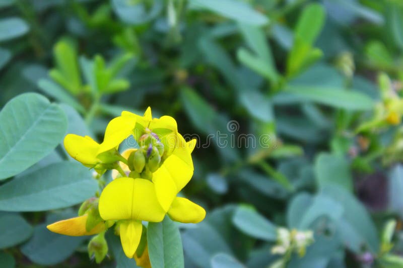 Close-up of Bright Yellow Flower of Arachis Pintoi with Dense Green ...
