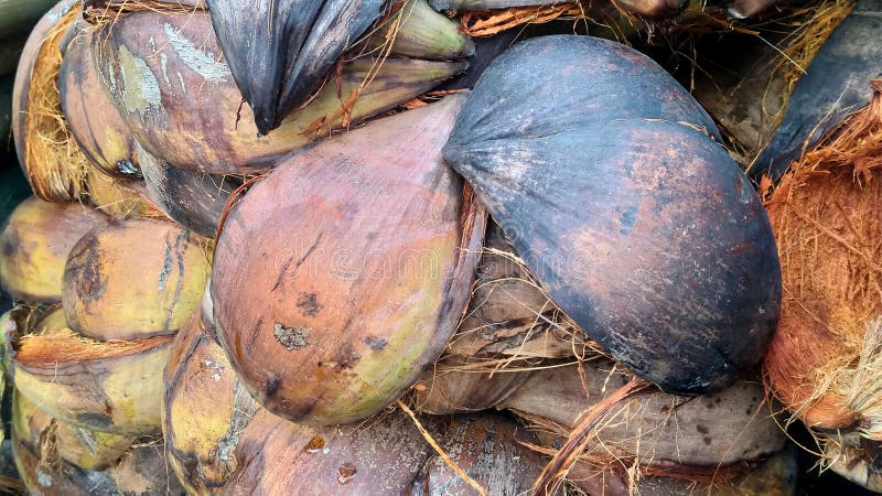 Coconut shell stock photo. Image of autumn, anda, paragraf - 376822894