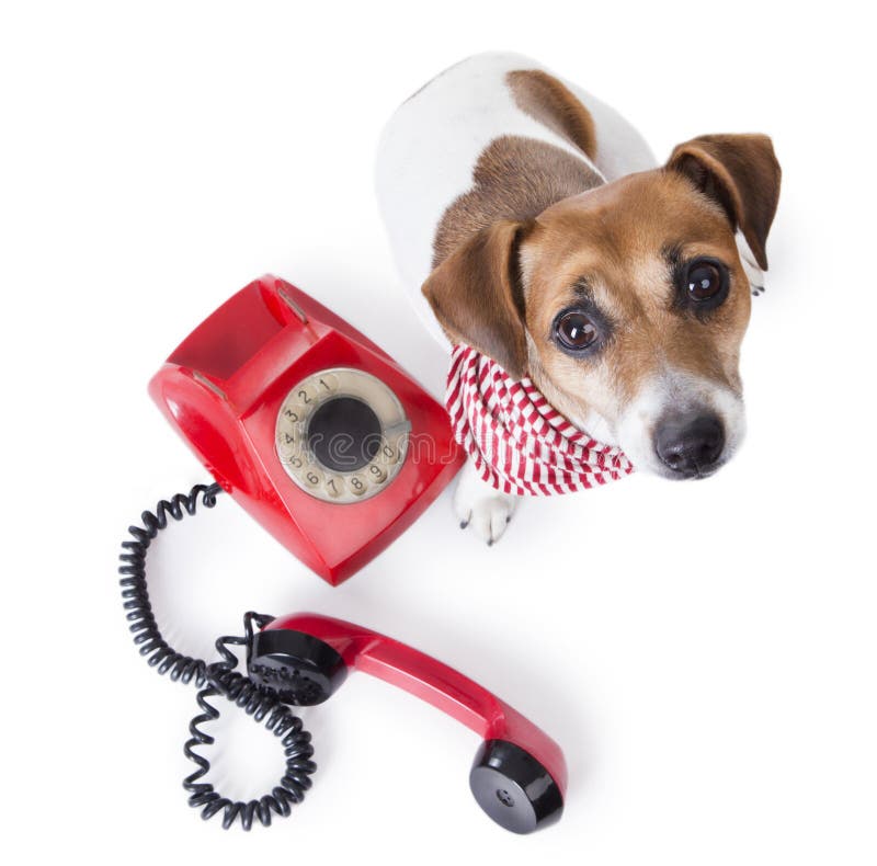 260 Llamada Del Veterinario Fotos de stock - Fotos libres de regalías ...