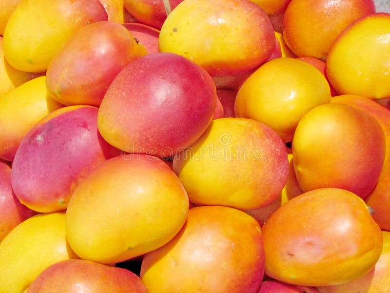 Tel Aviv Beautiful Mango 2012 Stock Image - Image of healthy ...