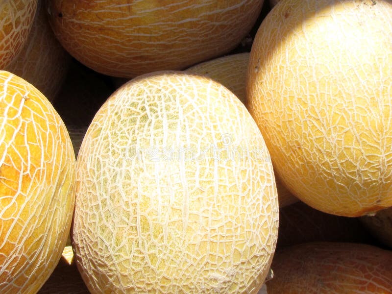Large Ripe Orange Israel Melon Food Stock Photo - Image of group ...
