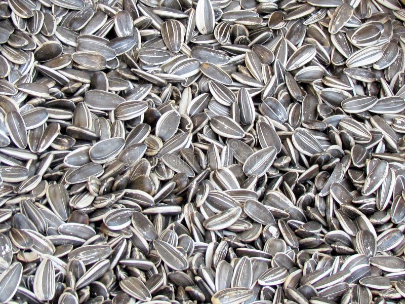 Tel Aviv Sunflower Seeds on Bazaar 2012 Stock Image - Image of salty ...