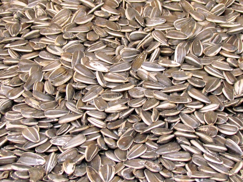 Tel Aviv Sunflower Seeds 2012 Stock Photo - Image of diet, nutrition ...