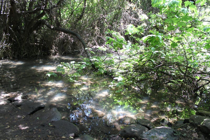 Tel Dan River Nature Reserve, Norte De Israel Foto de Stock - Imagem de ...
