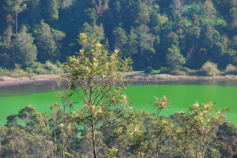 Telaga Warna Dieng: Natural Lake Located in Dieng, Central Java ...