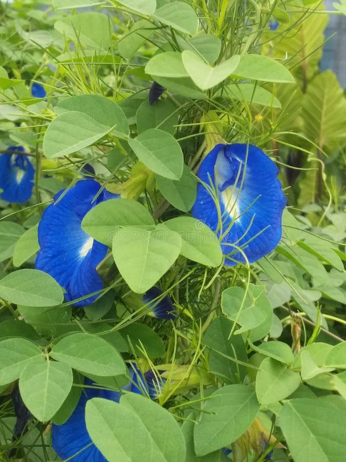 Telang Flower in Garden, Asian Flower Stock Photo - Image of wildflower ...