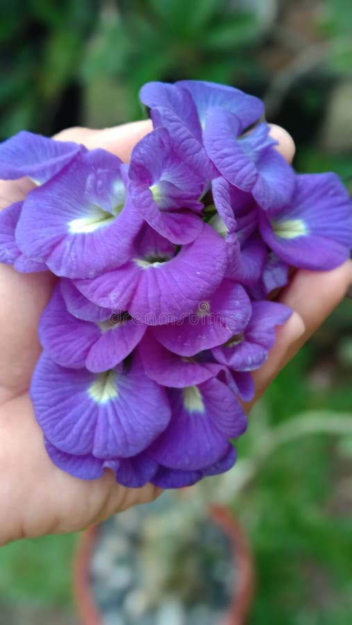 Kaya Flower Stock Photos - Free & Royalty-Free Stock Photos from Dreamstime