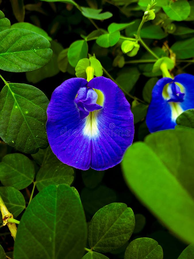 Telang Ternate is the Most Popular of All the Species in the Genus ...