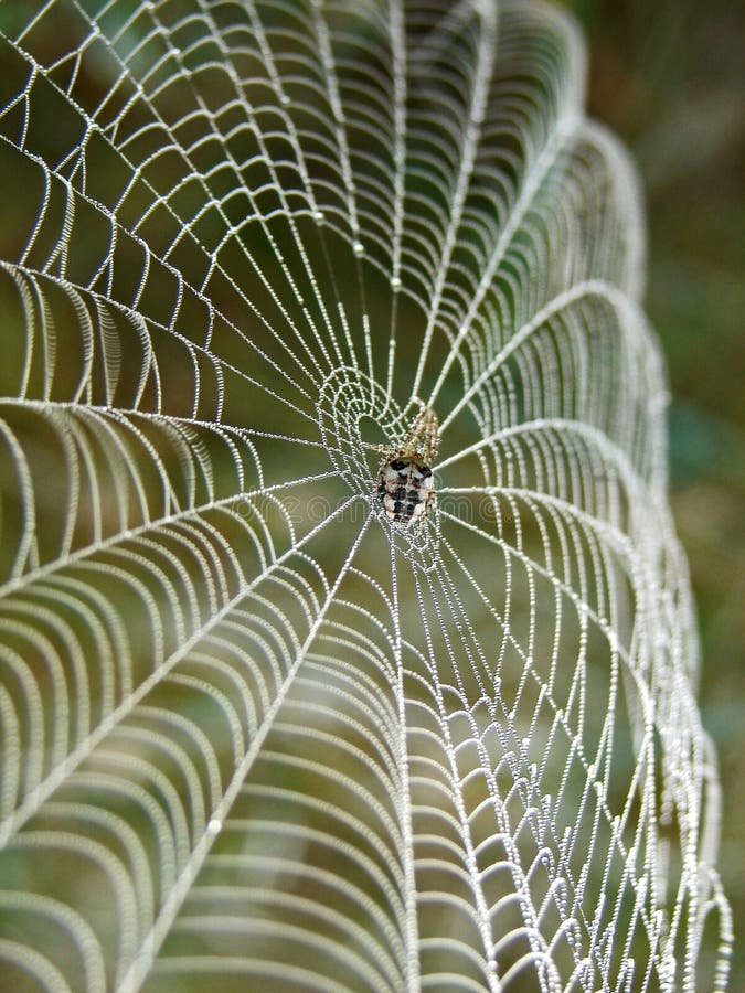 Telaraña imagen de archivo. Imagen de ornamental, encanto - 1240159