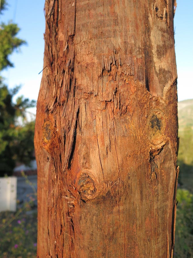 Telegraph Pole with Tree Knots Stock Image - Image of timber, country ...
