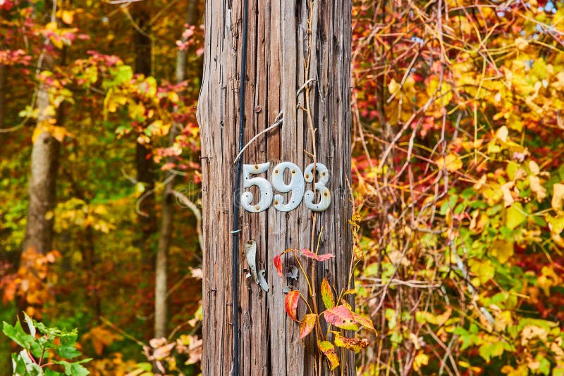 Telephone Pole Detail of Post with Numbers 5 9 3 and Surrounded by Fall ...