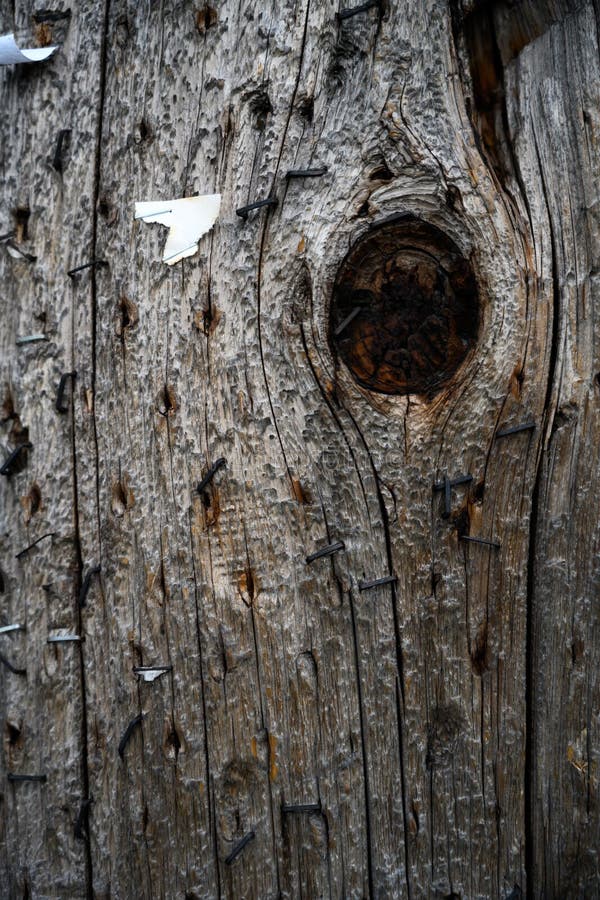 Telephone Pole with Rusty Staples Stock Photo - Image of wood, earth ...
