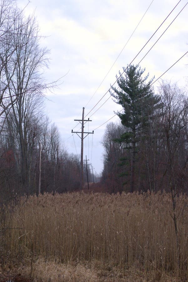 Telephone poles in forest stock image. Image of pine - 138465823