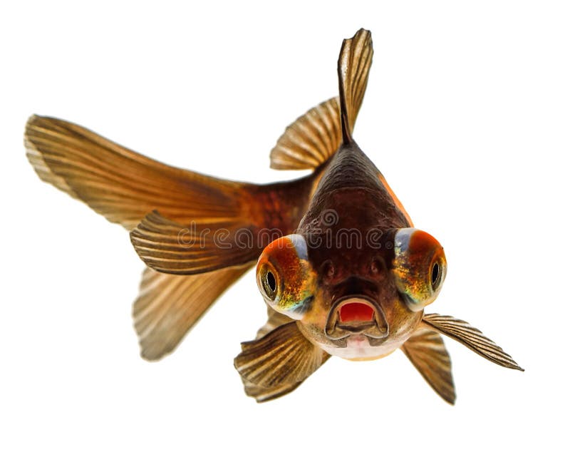 Telescope fish stock photo. Image of fauna, closeup, telescope - 21337502