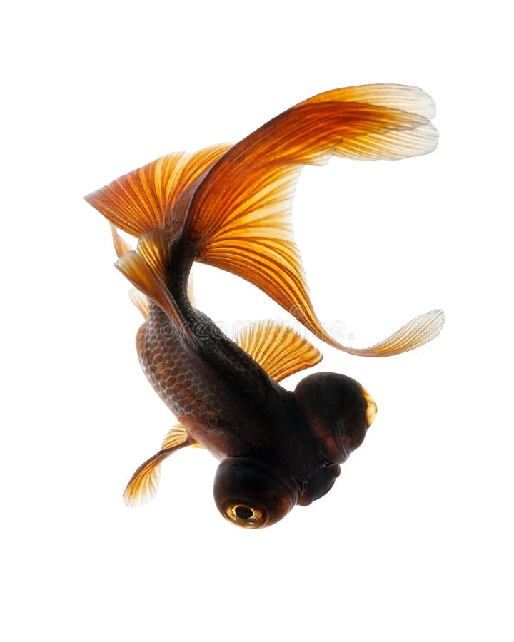 Telescope eye goldfish stock photo. Image of aquatic - 35880468