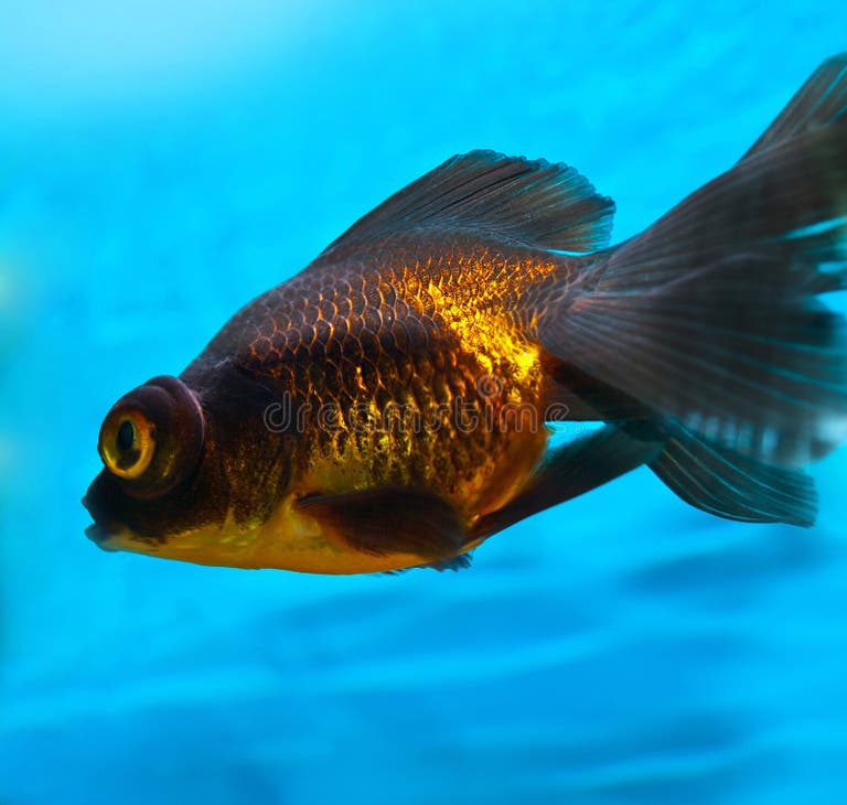 Telescope fish stock photo. Image of fauna, closeup, telescope - 21337502