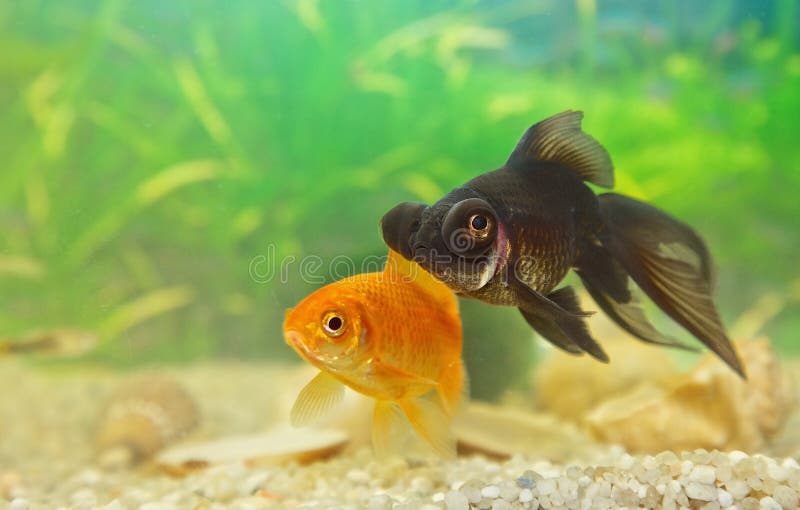 Telescopefish stock photo. Image of giganturidae, animals - 40009064