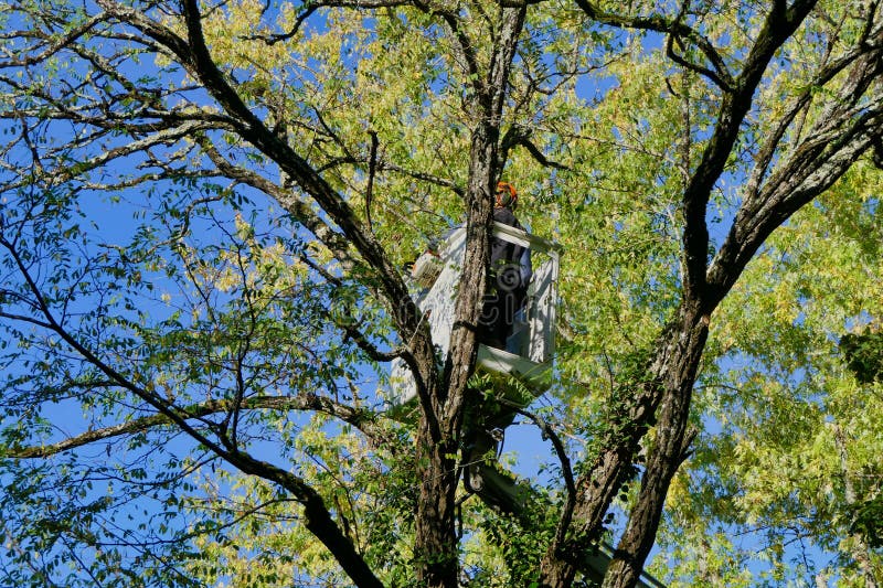Telescopic Handler stock image. Image of travel, forklift - 366872837