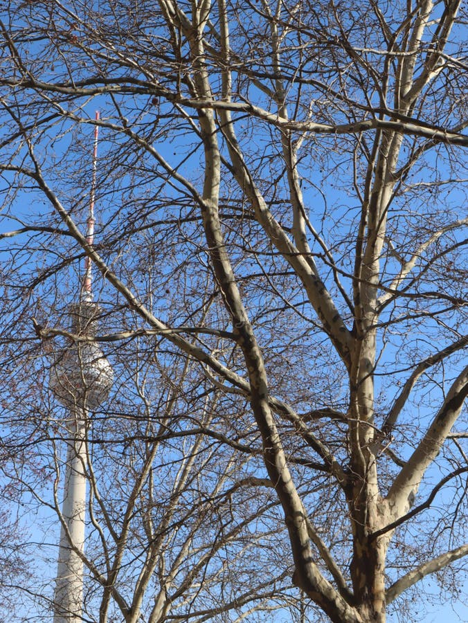 Television Tower in Berlin Seen through Tree Branches. Editorial Image ...