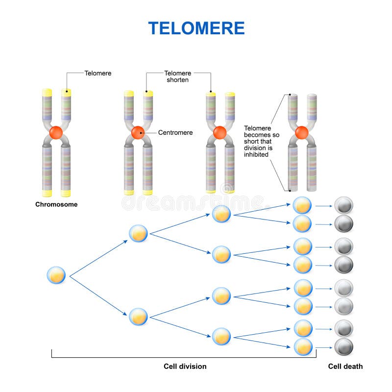 Telomere, Cell Division and Human Chromosomes Stock Vector ...