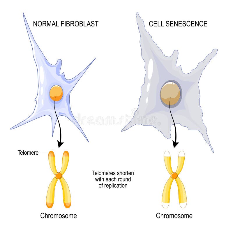 Telomere, Cell Division and Human Chromosomes Stock Vector ...