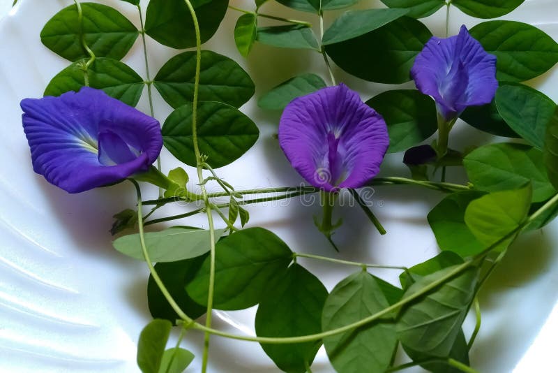 Telon Flower on a White Base Stock Photo - Image of blue, green: 238908800