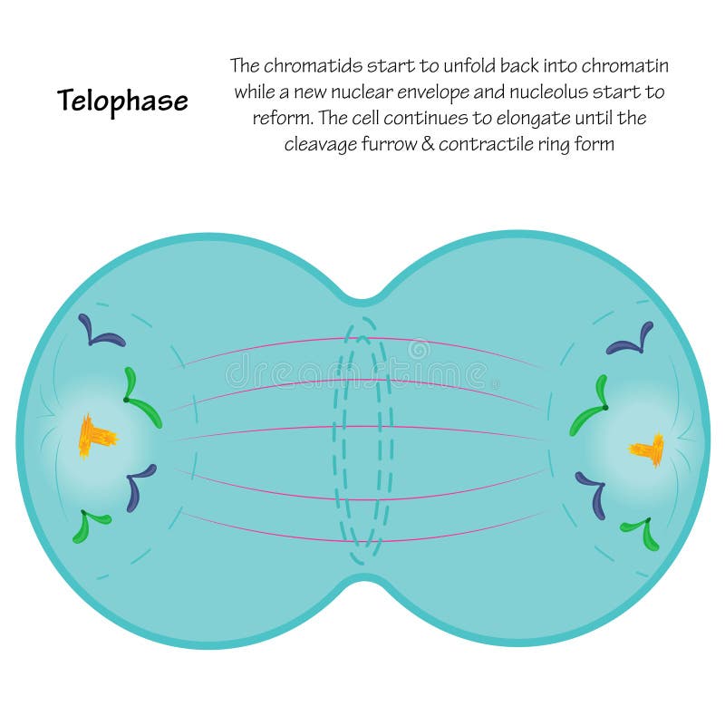 Telophase stage of mitosis stock vector. Illustration of apparatus ...