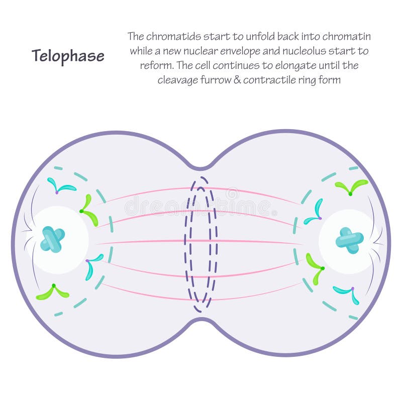 Telophase Stage Mitosis Educational Science Graphic Stock Vector ...