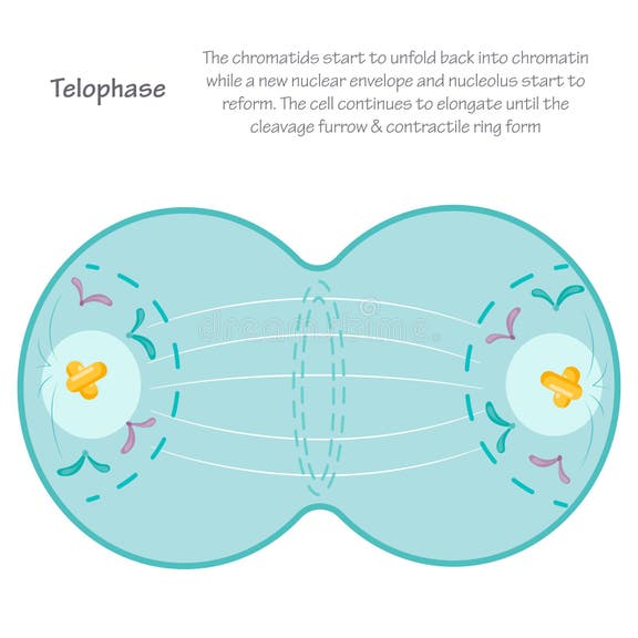 Telophase Stage Mitosis Educational Science Graphic Stock Vector ...
