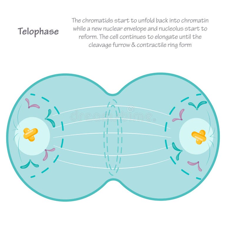 Telophase Stage Mitosis Educational Science Graphic Stock Vector ...