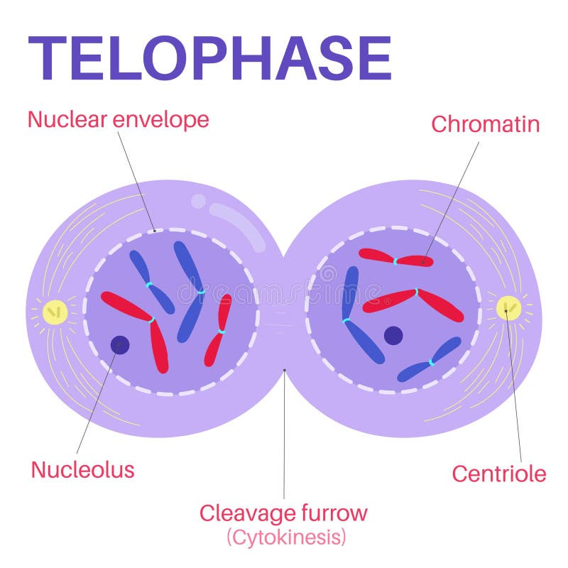 Telophase 1 And Cytokinesis Labeled