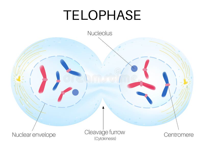 Telophase 1