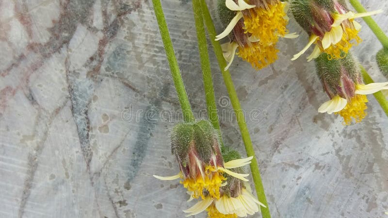 Telosma Minor Craib Cowslip Creeper Stock Photo - Image of spring ...