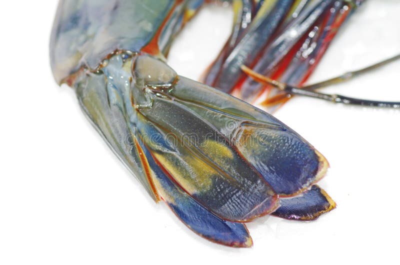 The telson and the uropods stock photo. Image of uropods - 23217428