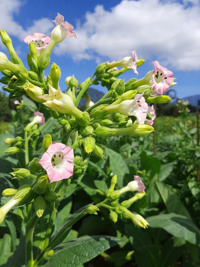 2,675 Tobacco Flower Photography Stock Photos - Free & Royalty-Free ...