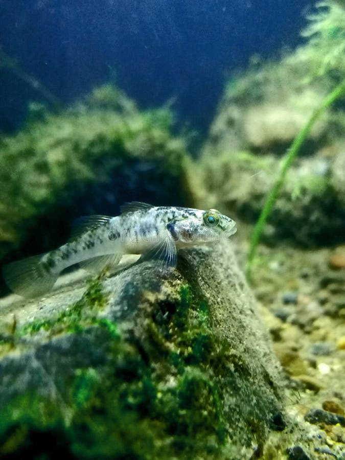 Tembakul Stock Photos - Free & Royalty-Free Stock Photos from Dreamstime