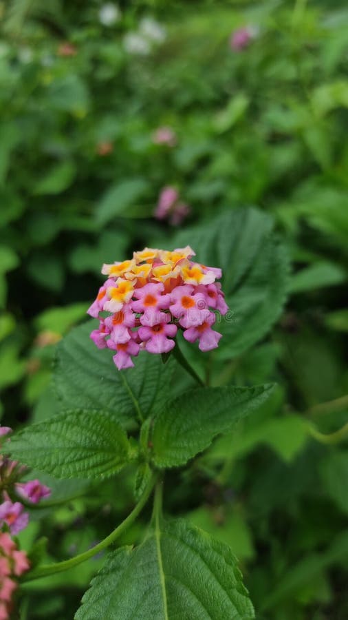 Tembelek Flower Stock Photos - Free & Royalty-Free Stock Photos from ...