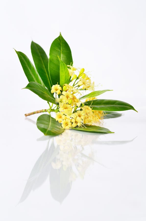 Tembusu flowers stock image. Image of tree, yellow, fragrance - 30700101