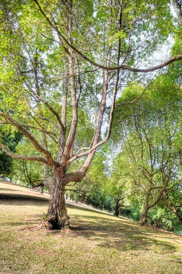 Tembusu Trees on Hill Slope Stock Photo - Image of grove, branching ...