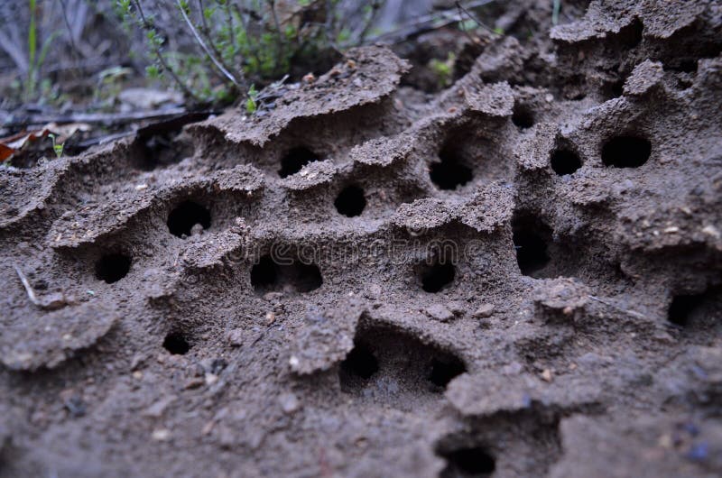 Temite nest stock photo. Image of home, massive, brown - 73793586