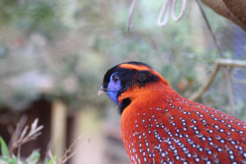 Temminck s Tragopan stock photo. Image of portrait, pheasant - 37248456