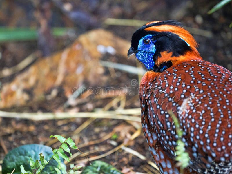Temminck`s Tragopan, Tragopan Temminckii, is Probably the Most ...