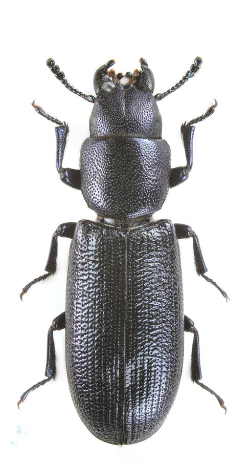 Temnoscheila Caerulea Stock Photos - Free & Royalty-Free Stock Photos ...