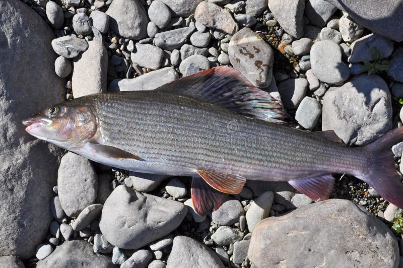 Temolo fotografia stock. Immagine di oliva, nutrizione - 55732688