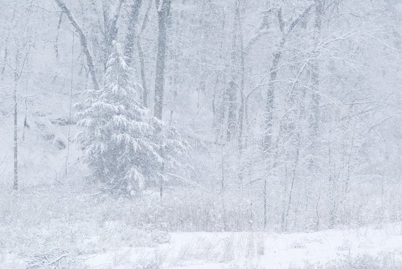 Tempête et forêt de neige photo stock. Image du hiver - 22795450