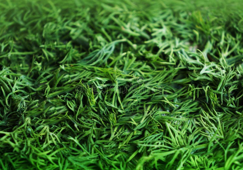 Folha Verde Da Erva-doce Isolada Foto de Stock - Imagem de potherb ...