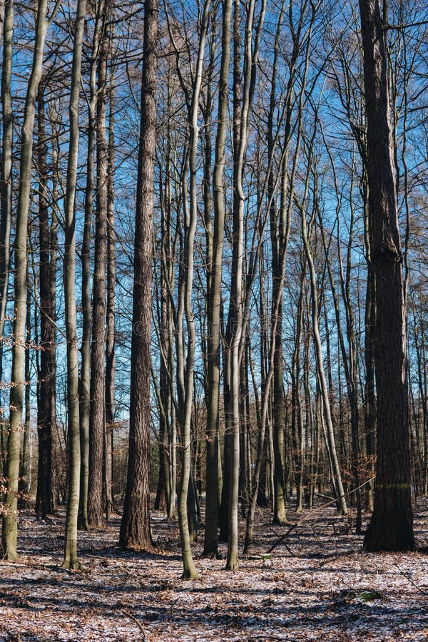 Temperate Broad-leaf Forests in Poland Stock Image - Image of poland ...
