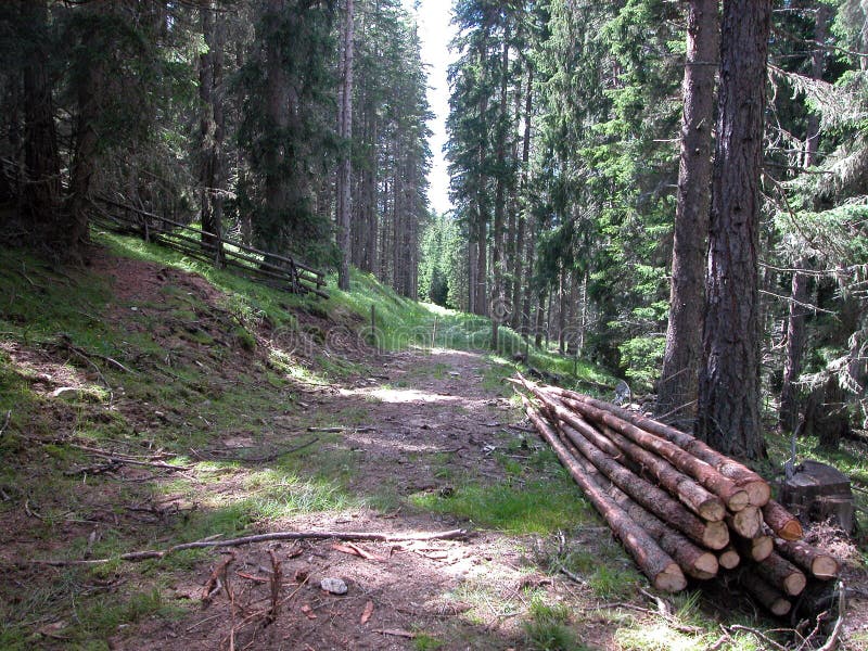 Temperate Broadleaf and Mixed Forest Stock Photo - Image of vegetation ...
